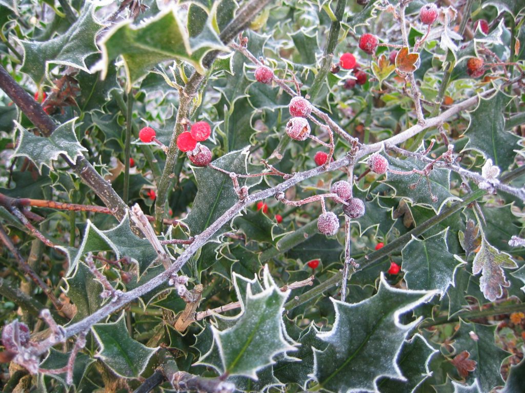 What's On at Hill Close Gardens – Hill Close Gardens Warwick